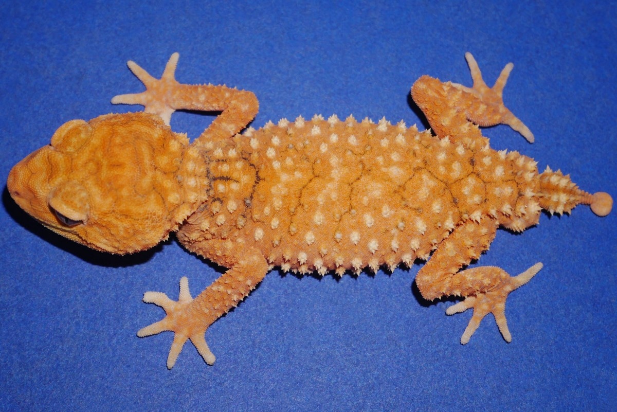Rough, Amyae Knob-Tailed Gecko by Geckos Etc. Herpetoculture - MorphMarket