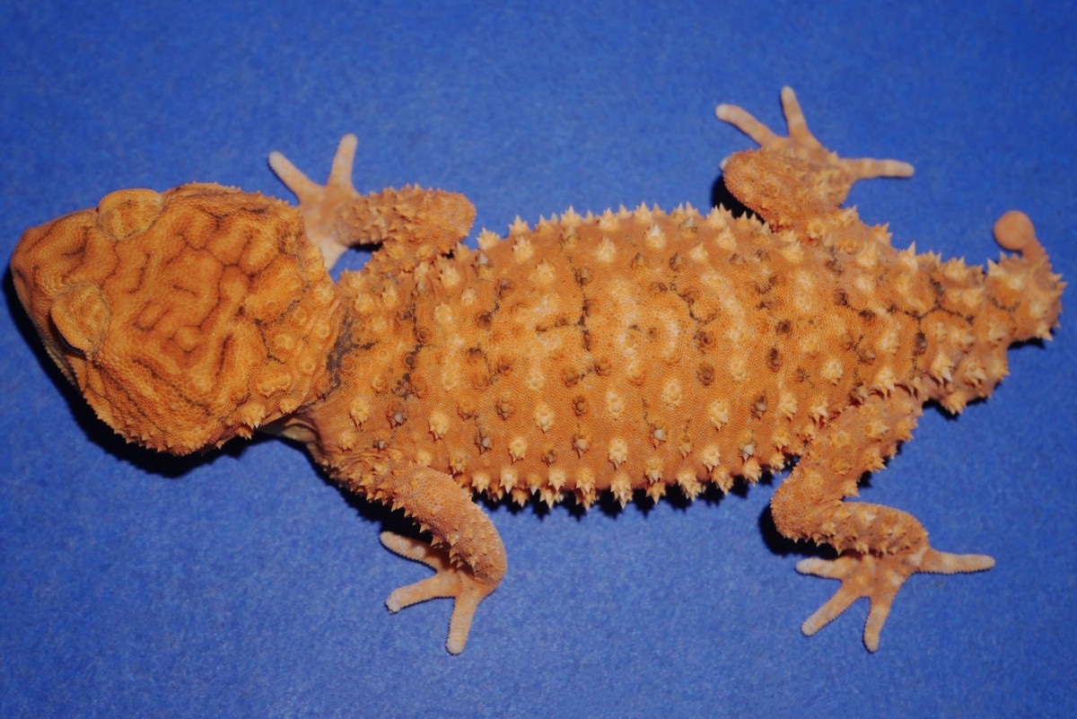 Rough, Amyae Knob-Tailed Gecko by Geckos Etc. Herpetoculture - MorphMarket