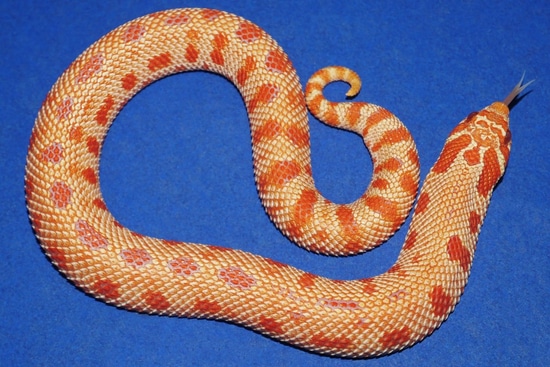 Extreme Red Albino Anaconda Western Hognose Snake by Geckos Etc ...