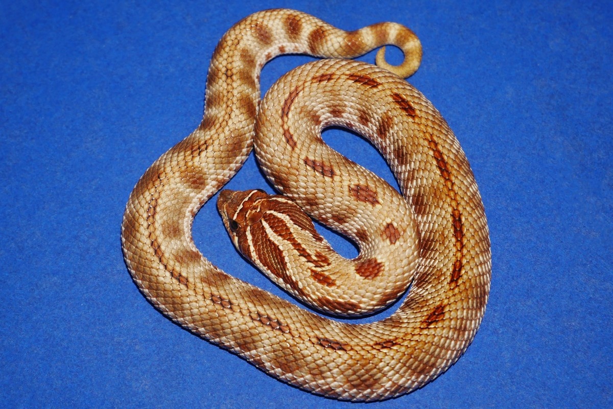 Red Anaconda, 100% Het Albino Western Hognose by Geckos Etc ...