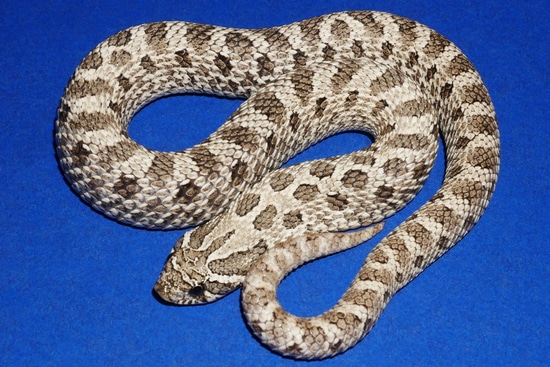 Axanthic Western Hognose Snake, 100% Het Snow by Geckos Etc. Herpetoculture