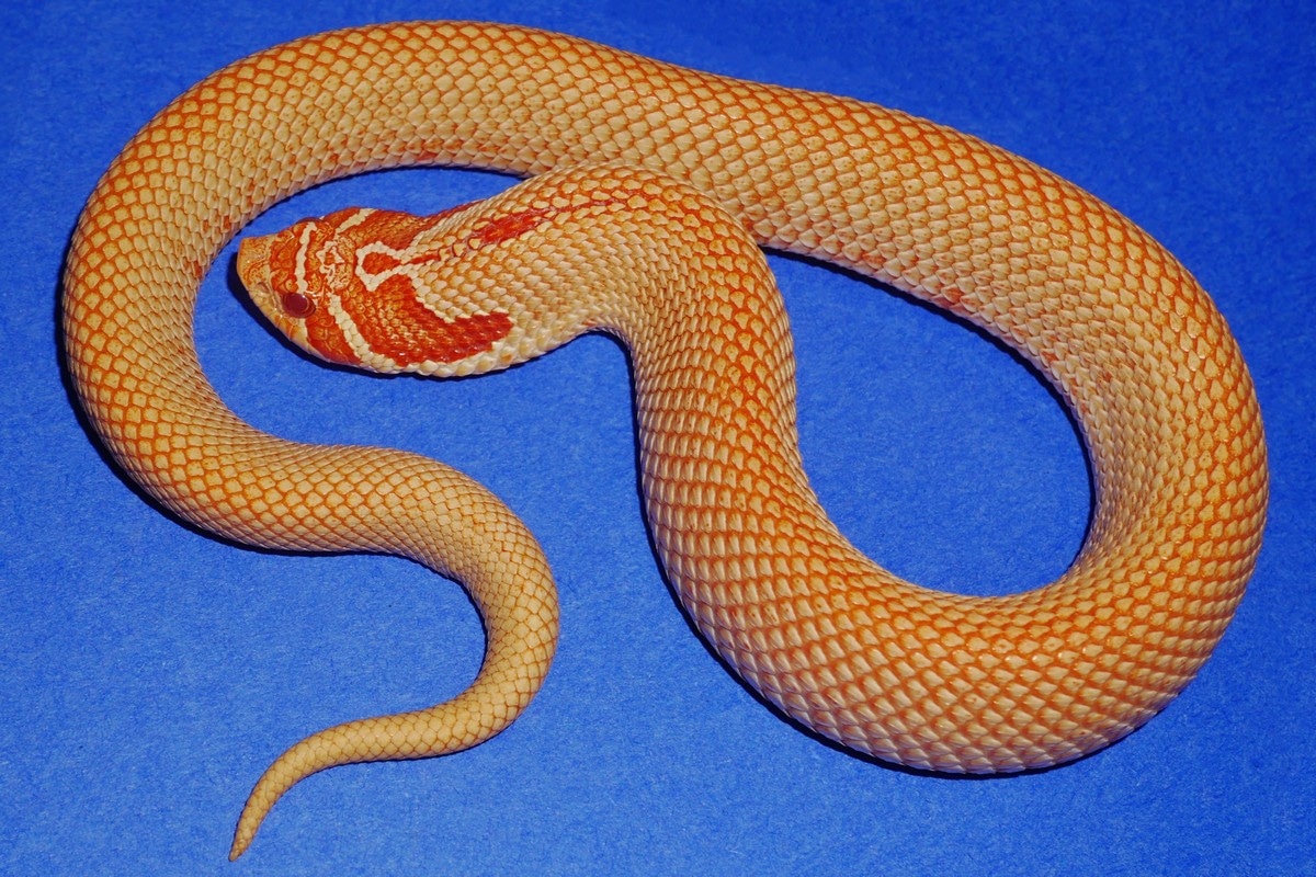Extreme Red Albino Superconda Western Hognose Snake, 100% Het Sable by ...