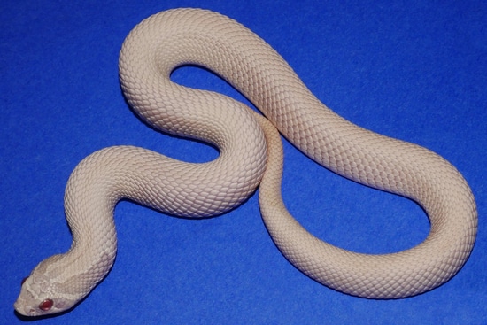 Super Yeti Western Hognose Snake (AKA Snow Superconda) by Geckos Etc ...