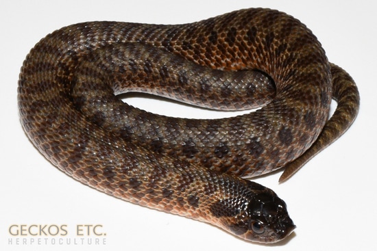 Swiss Chocolate Western Hognose Snake, 100% Het Toffeebelly by Geckos ...