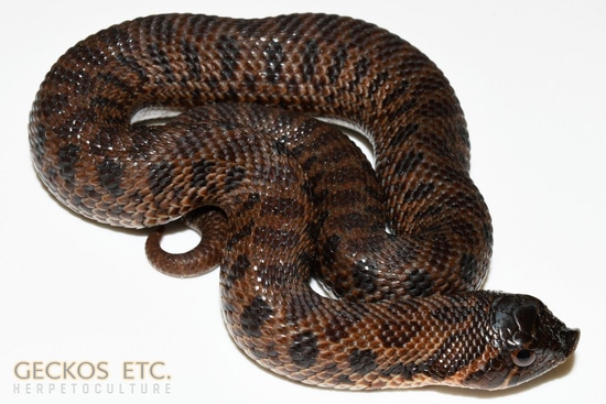 Swiss Chocolate Western Hognose Snake by Geckos Etc. Herpetoculture