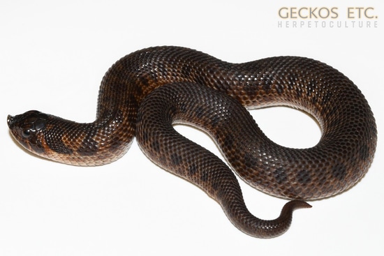 Swiss Chocolate Anaconda Western Hognose Snake by Geckos Etc ...