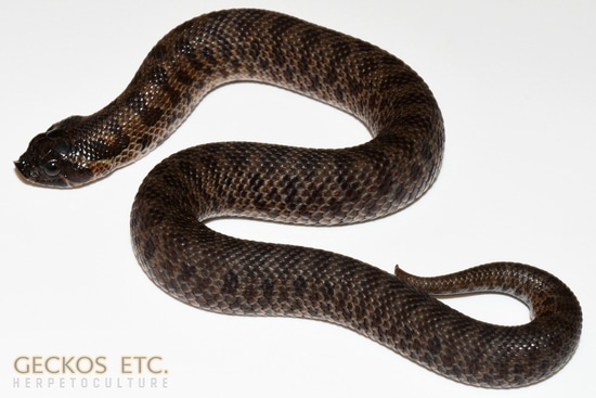 Arctic Swiss Chocolate Western Hognose Snake by Geckos Etc. Herpetoculture