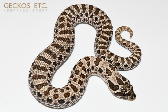 Arctic Western Hognose Snake, 100% Het Swiss Chocolate by Geckos Etc ...