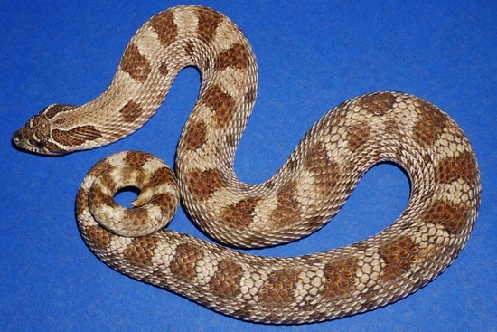 Arctic Conda Western Hognose Snake, 100% Het Sable by Geckos Etc ...