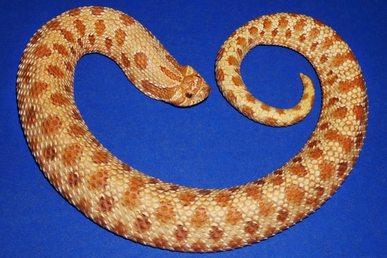 Evans Hypo Western Hognose Snake by Geckos Etc. Herpetoculture