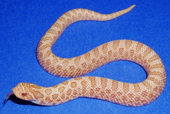 Arctic Albino Western Hognose Snake by Geckos Etc. Herpetoculture