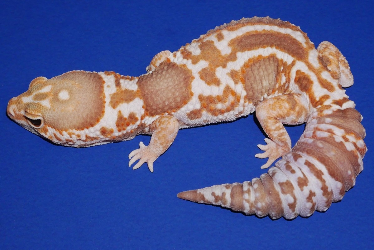 Aberrant Tangerine White Out Amel African Fat-Tailed Gecko by Geckos ...