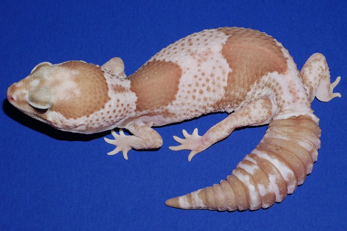 Caramel Albino Oreo (Snow) Fat Tail Gecko African Fat-Tailed Gecko by ...