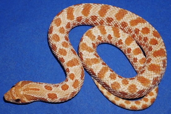 Evans Hypo Western Hognose Snake by Geckos Etc. Herpetoculture