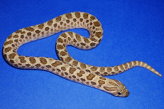 Arctic Western Hognose Snake, 100% Het Hypo, 50% Possible Het Sable by ...