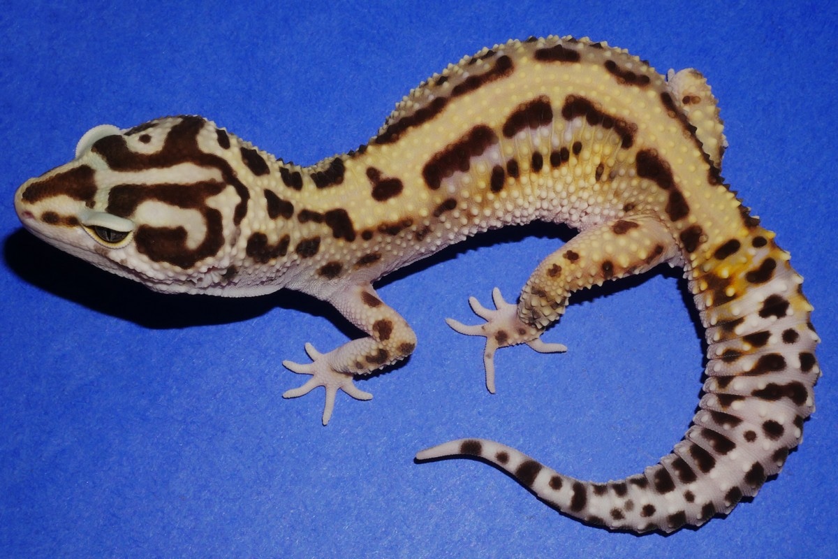 Halloween Mask Leopard Gecko by Geckos Etc. Herpetoculture - MorphMarket