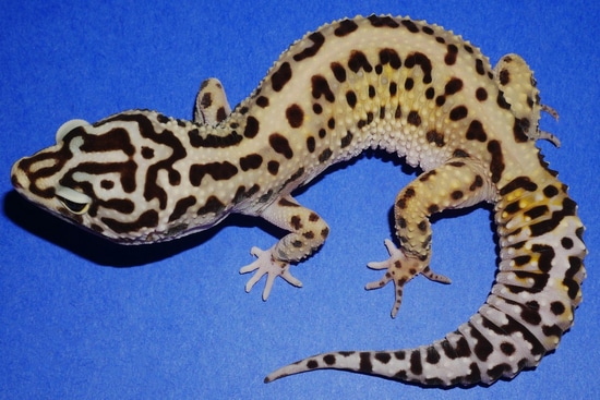 Halloween Mask Leopard Gecko by Geckos Etc. Herpetoculture