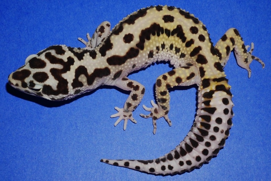 Halloween Mask Leopard Gecko by Geckos Etc. Herpetoculture