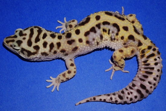 Halloween Mask Leopard Gecko by Geckos Etc. Herpetoculture