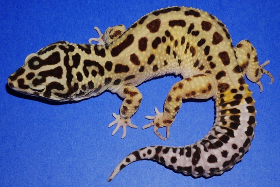 Halloween Mask Leopard Gecko by Geckos Etc. Herpetoculture