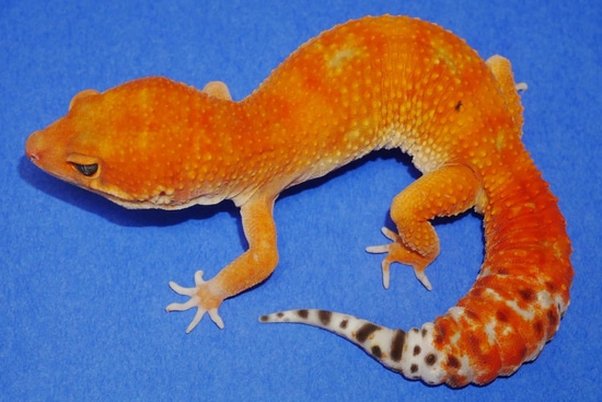 Electric Inferno Leopard Gecko by Geckos Etc. Herpetoculture