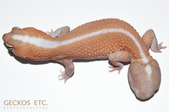 Ghost Super Zero Fat Tail Gecko African Fat-Tailed Gecko by Geckos Etc ...