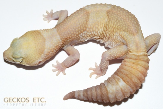 Amel Oreo (Amel Snow) Fat Tail Gecko African Fat-Tailed Gecko by Geckos ...