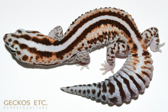 Striped White Out Super Zero Fat Tail Gecko African Fat-Tailed Gecko by ...