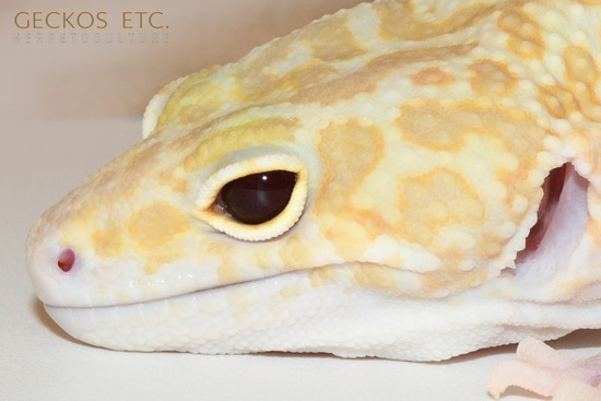 Godzilla Giant RAPTOR Leopard Gecko by Geckos Etc. Herpetoculture