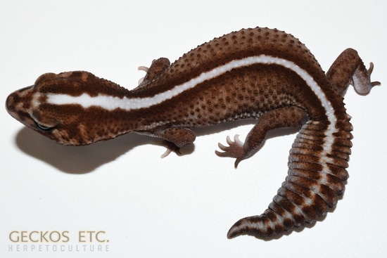 PET ONLY Striped Patternless Fat Tail Gecko African Fat-Tailed Gecko by ...
