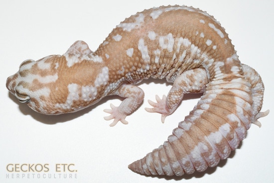 Caramel Whiteout Zulu Fat Tail Gecko African Fat-Tailed Gecko by Geckos ...
