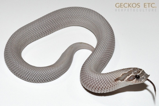 Lavender Superconda Western Hognose Snake by Geckos Etc. Herpetoculture