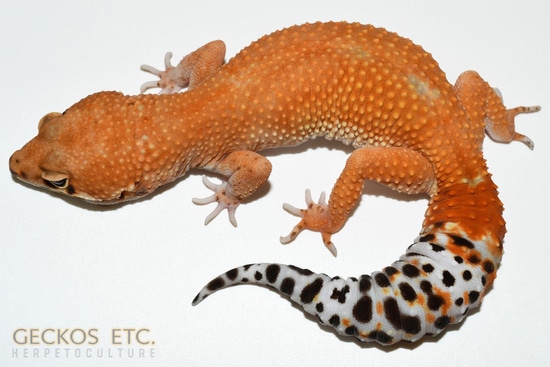 Electric Inferno Leopard Gecko by Geckos Etc. Herpetoculture