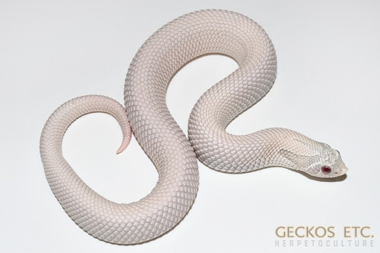 Super Yeti Western Hognose Snake (AKA Snow Superconda) by Geckos Etc ...