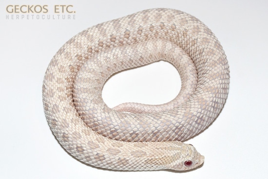 Snow Western Hognose Snake by Geckos Etc. Herpetoculture