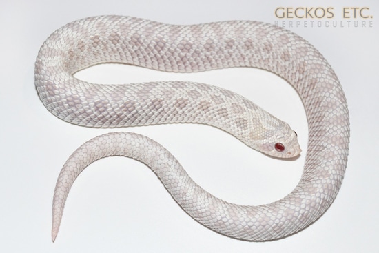 Snow Western Hognose Snake by Geckos Etc. Herpetoculture