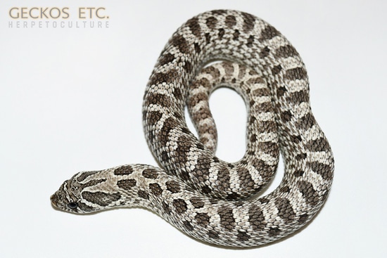 Axanthic Western Hognose Snake, 100% Het Snow by Geckos Etc. Herpetoculture