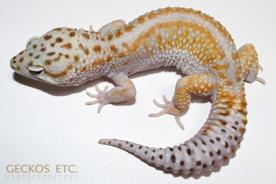 White And Yellow Red Stripe Leopard Gecko by Geckos Etc. Herpetoculture