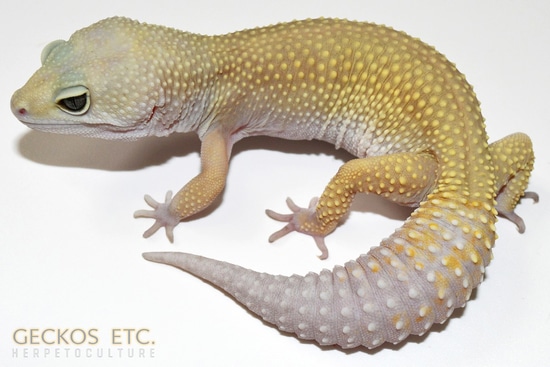 Patternless Leopard Gecko by Geckos Etc. Herpetoculture