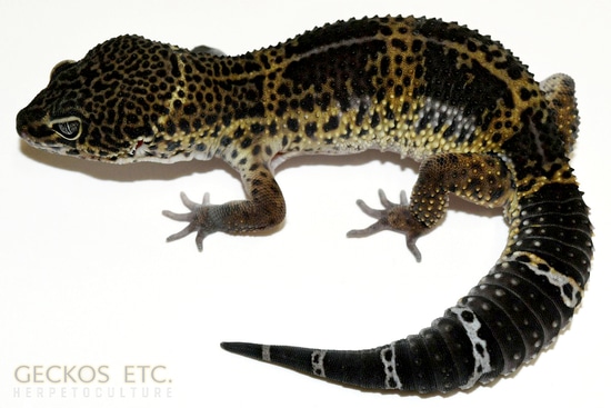 Black Night Leopard Gecko by Geckos Etc. Herpetoculture