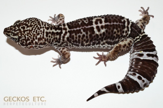 Black Night Leopard Gecko (With Wild Caught Bloodline Genetics) by ...