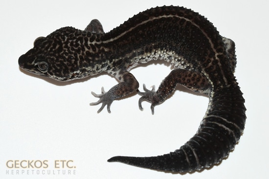 Black Night Leopard Gecko by Geckos Etc. Herpetoculture