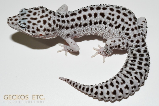 Mack Super Snow Leopard Gecko by Geckos Etc. Herpetoculture