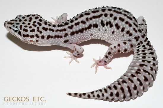Super Snow Leopard Gecko by Geckos Etc. Herpetoculture