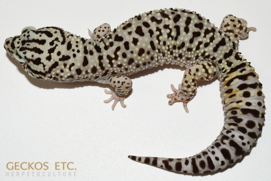 Wild Caught Bloodline Leopard Gecko, Eublepharis Macularius Afghanicus ...