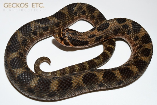 Sable Anaconda Western Hognose Snake by Geckos Etc. Herpetoculture