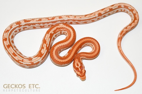 Mandarin Tessera Corn Snake by Geckos Etc. Herpetoculture