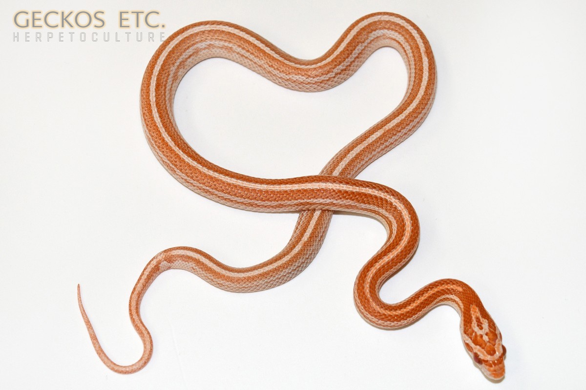 Mandarin Tessera Corn Snake