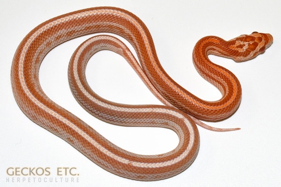 Mandarin Tessera Corn Snake by Geckos Etc. Herpetoculture
