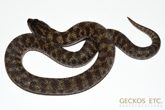 Arctic Swiss Chocolate Western Hognose Snake by Geckos Etc. Herpetoculture